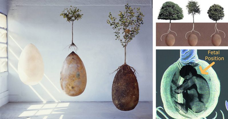 No More Coffins – These Organic Burial Pods Will Turn YOU Into A TREE ...