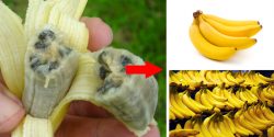 All The Bananas We Eat Today Are Genetically Modified From ONE Single ...
