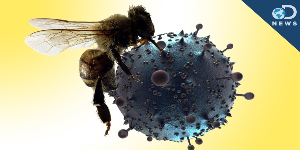 Scientists Claim That Bees May Hold The Key To Preventing HIV Transmission