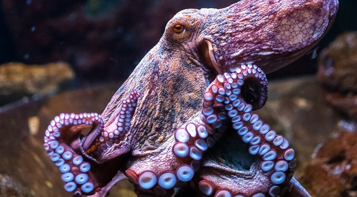 Scientists Conclude That Octopus DNA Is NOT From This World!