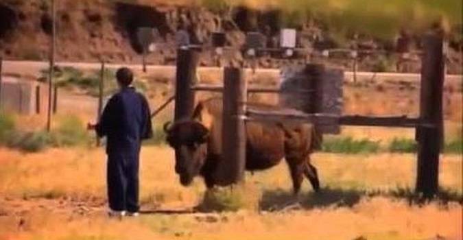 Japanese Master Demonstrates The Power Of Chi By Controlling Animals ...