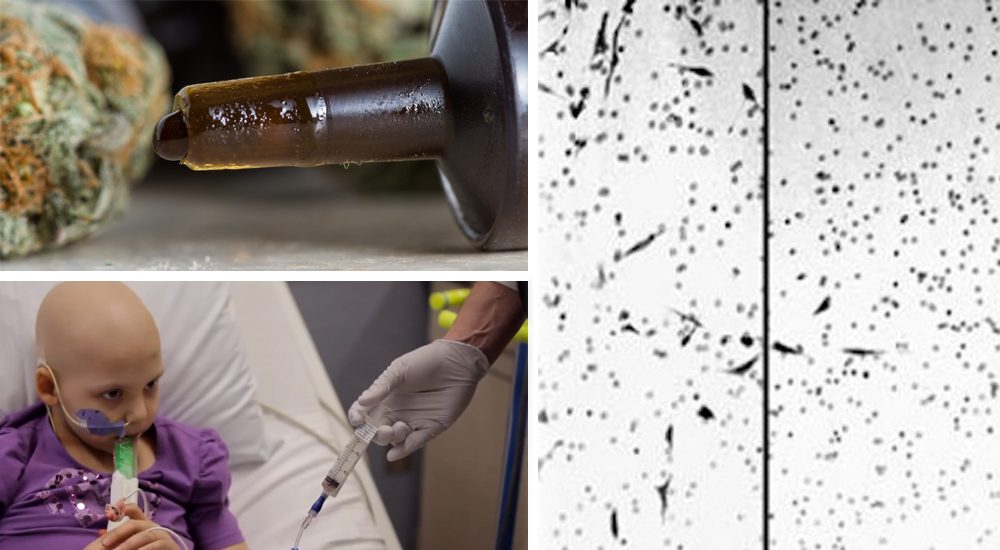 Watch What Happens When Cannabis Is Injected Into Cancer Cells. This Is ...
