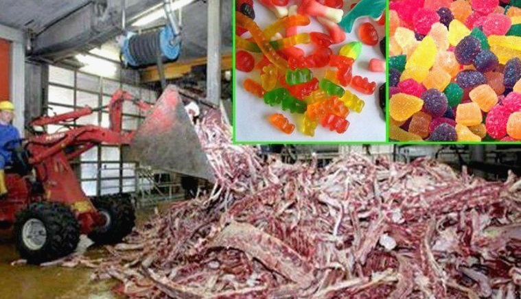 After Watching How Gummy Candies Are Really Made, You'll NEVER Eat Them ...