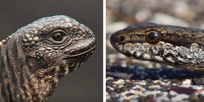A Heart-Pounding Video Of A Lizard Escaping A Minefield Of Snakes Is ...