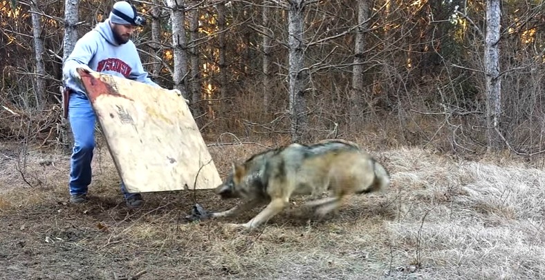 A Wolf Got Caught In A Hunters Trap. What This Man Did Was Beyond ...