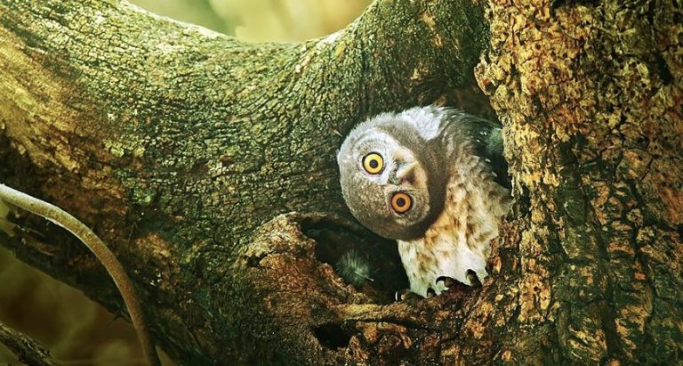 Thai Photographer Captures Stunning Photos Of Owls Like You’ve Never ...