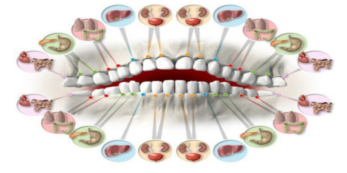 Each Tooth Is Associated With An Organ In The Body – Pain In Each Tooth ...