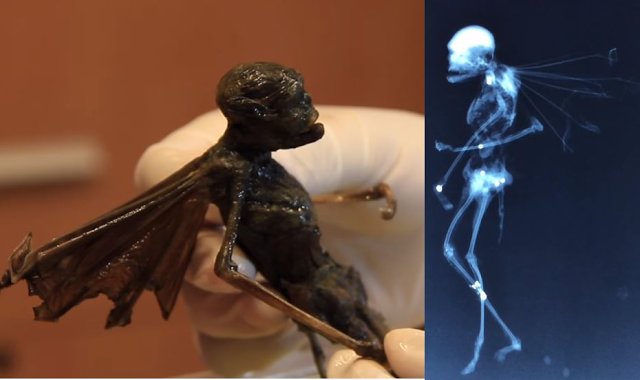 This Fairy Specimen's DNA Does Not Match ANY Living Organism Known To ...