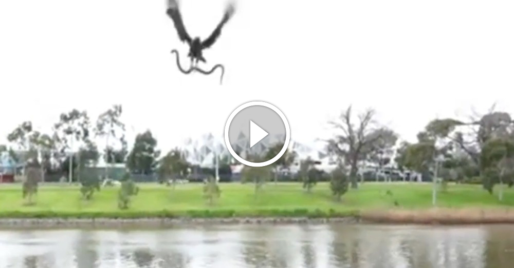Watch The Scary Moment A Hawk Drops A LIVE Snake On A Terrified Family