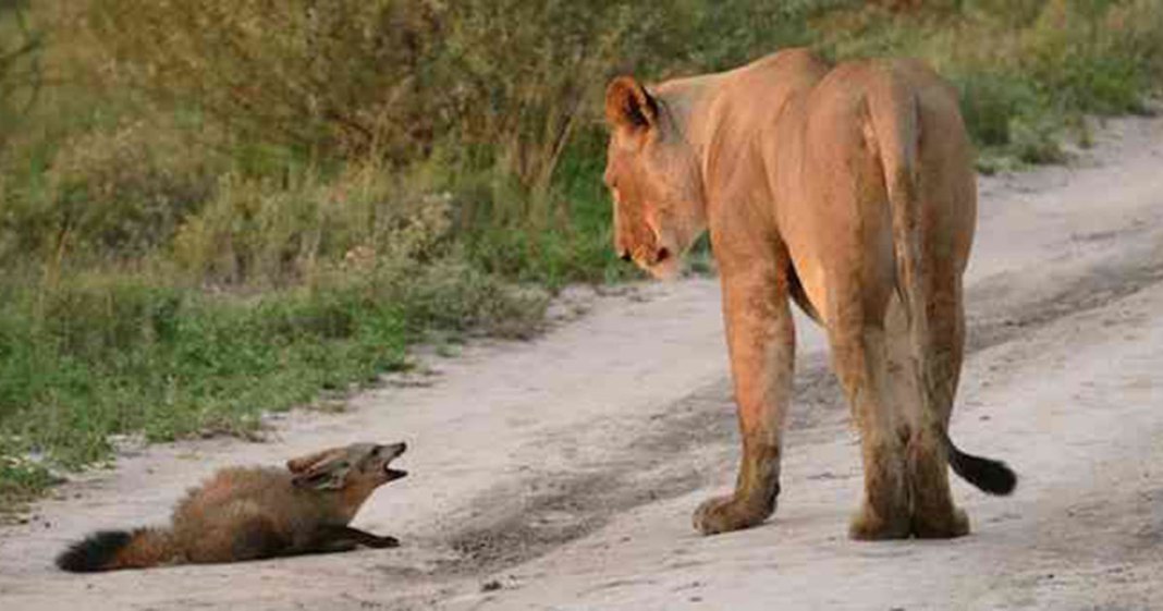 Lioness Finds Injured Baby Fox On The Road – What She Does Brings The ...
