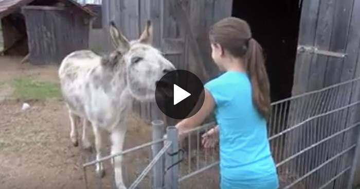 She Walks Up To This Donkey To Say ‘Hello’ But Now Listen The Donkey’s ...