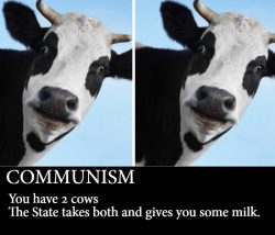 Two Cows Explain The World Economy Better Than Any Professor