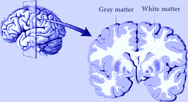 Harvard MRI Study Shows That Meditation Literally Rebuilds Your Brain's ...